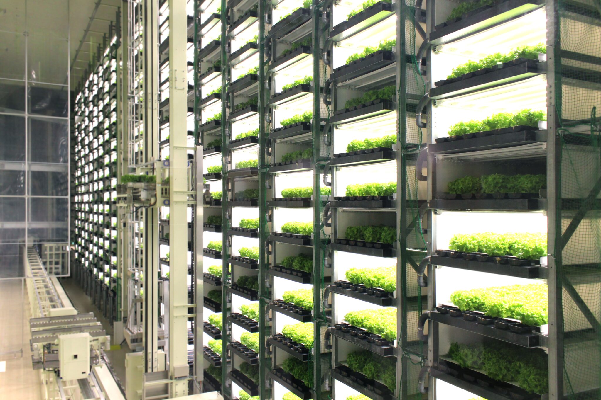 完全人工光型の自動化植物工場「テクノファーム袋井」で生産したレタスの出荷開始のお知らせ - 合同会社TSUNAGU Community Farm